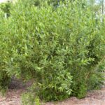 13 of the Best Willow Trees for the Home Landscape