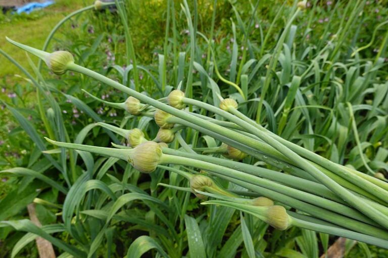 What to Do If Your Garlic Flowers | Gardener’s Path