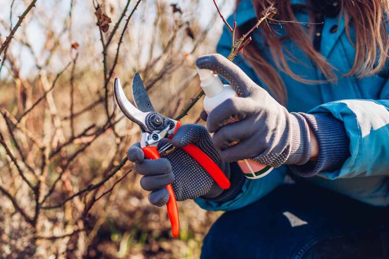 How to Propagate Ginkgo Trees from Stem Cuttings