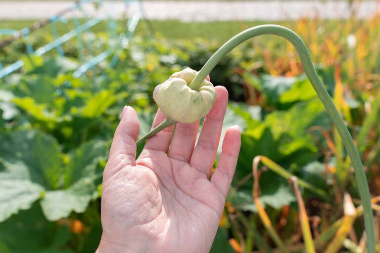 Can You Grow Garlic From Seed? | Gardener’s Path
