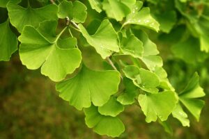 How to Propagate Ginkgo Trees from Stem Cuttings