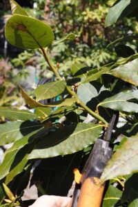 When and How to Prune Bay Laurel | Gardener’s Path