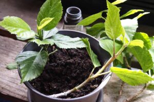 How to Propagate Hibiscus | Gardener’s Path