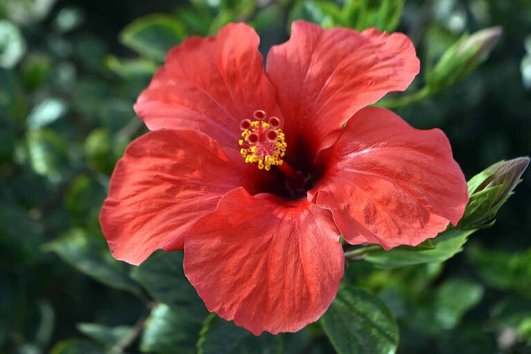 Hibiscus Flower Growing Guides, Tips, and Info | Gardener's Path