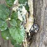 How to Identify and Treat 7 Common Lilac Diseases