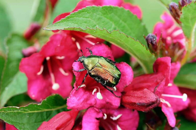 How to Grow and Care for Weigela Shrubs | Gardener’s Path