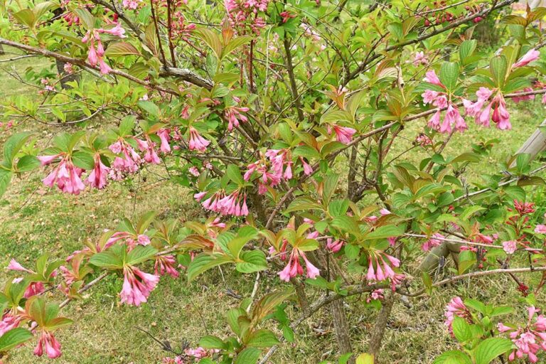 How to Grow and Care for Weigela Shrubs | Gardener’s Path