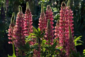 How to Grow and Care for Lupines | Gardener’s Path