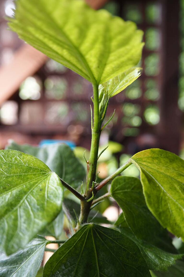 How to Propagate Hibiscus | Gardener’s Path