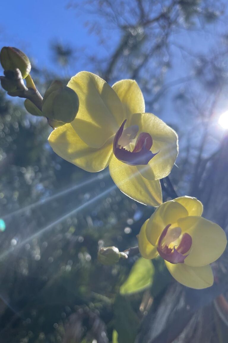 How to Identify and Treat Sunburn on Orchids | Gardener’s Path