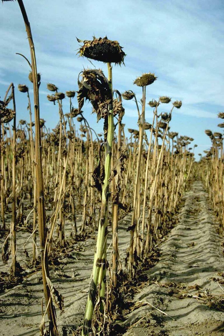 How to Identify and Manage Common Sunflower Diseases