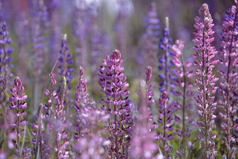 How to Grow and Care for Lupines | Gardener’s Path