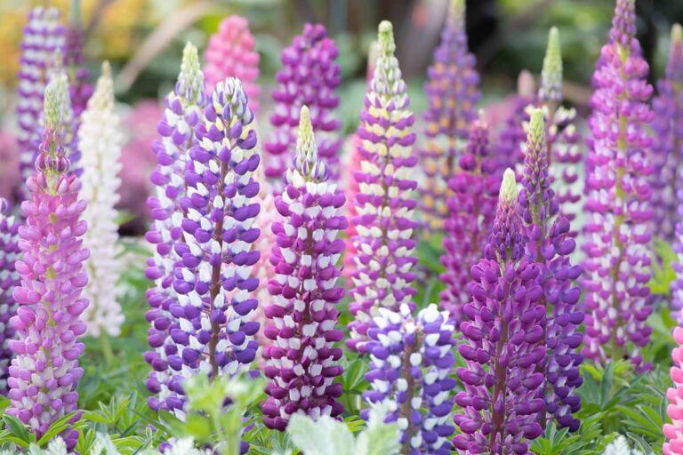 How to Grow and Care for Lupines | Gardener’s Path