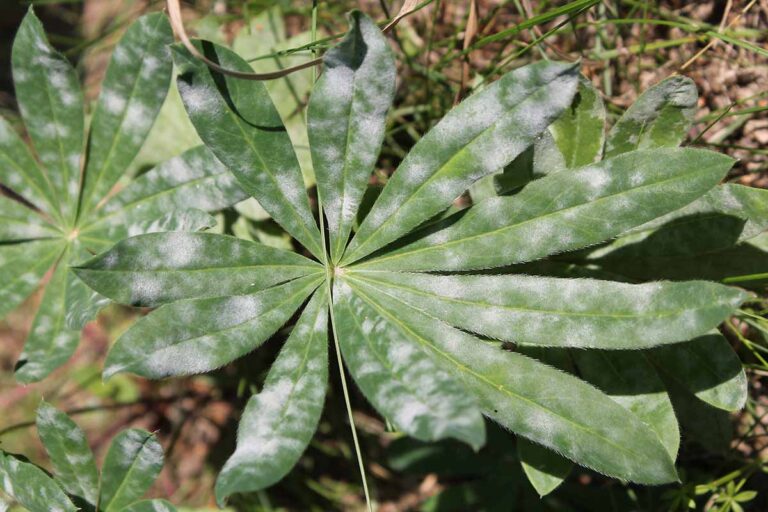 How to Grow and Care for Lupines | Gardener’s Path