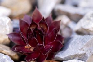 21 of the Best Red Succulent Plants | Gardener’s Path