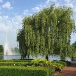 13 of the Best Willow Trees for the Home Landscape