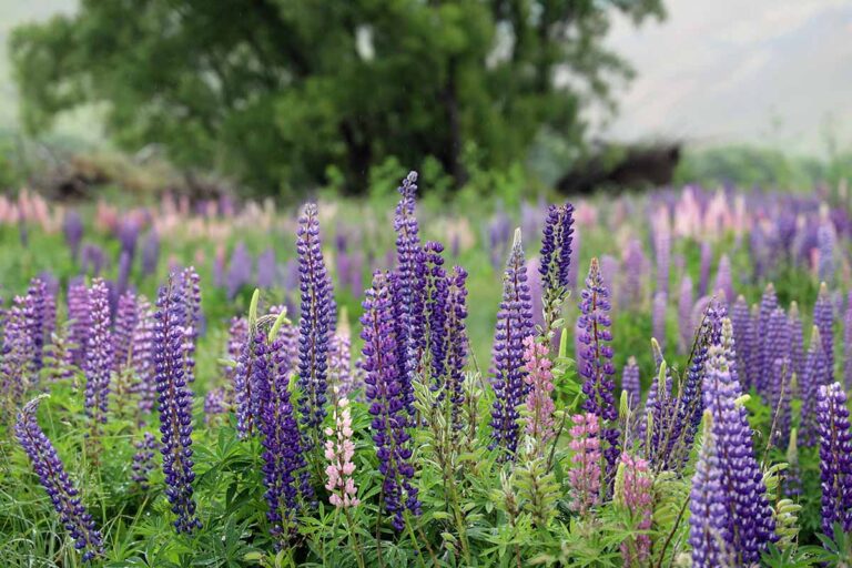 How to Grow and Care for Lupines | Gardener’s Path