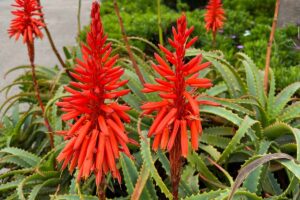 When and How to Fertilize Aloe | Gardener’s Path