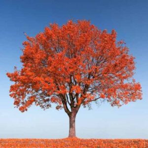 How to Grow and Care for Freeman Maple | Gardener’s Path