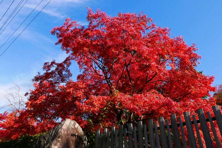 How to Grow and Care for Freeman Maple | Gardener’s Path