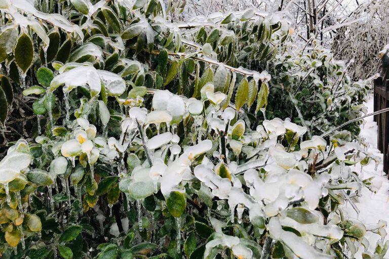 How to Prepare Azaleas for Winter | Gardener’s Path