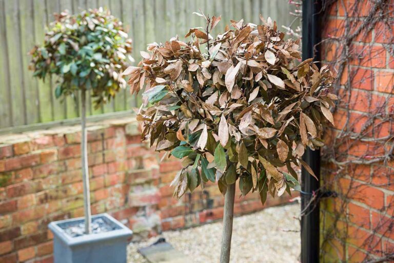 How to Winterize Bay Laurel | Gardener’s Path