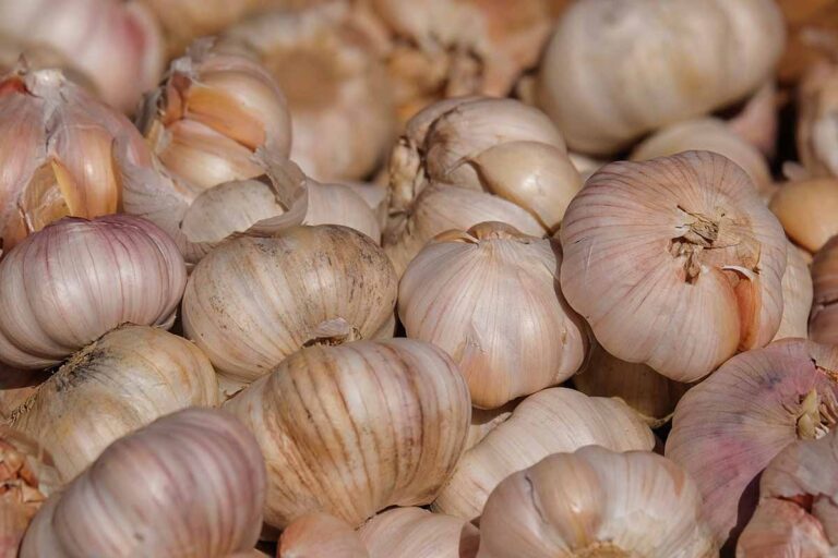 How to Grow ‘Polish Red’ Garlic | Gardener’s Path