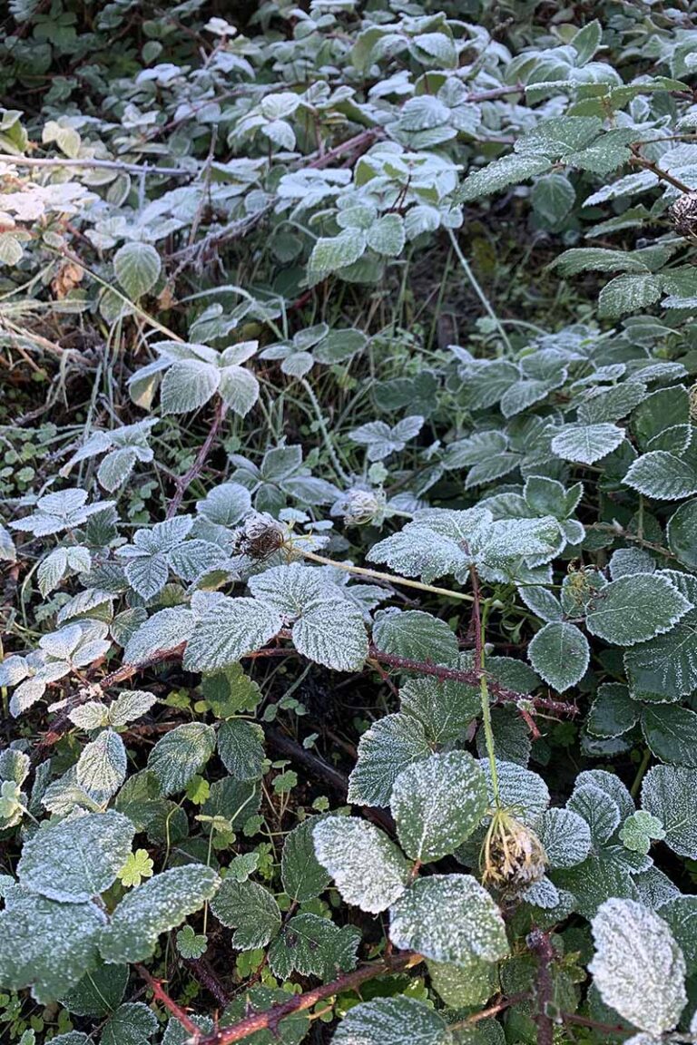When And How To Winterize Blackberries Gardener S Path