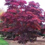 How to Grow ‘Bloodgood’ Japanese Maples | Gardener’s Path