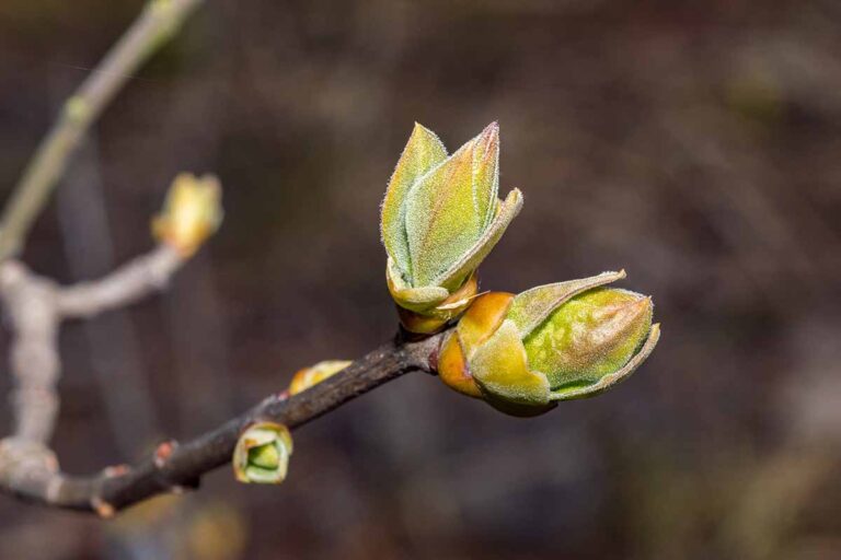 How to Winterize Lilac Shrubs | Gardener’s Path