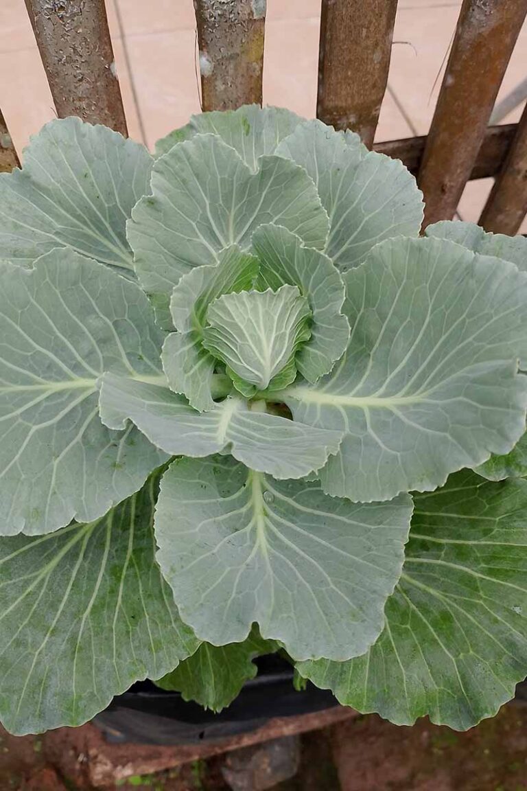 Tips for Growing Cabbage in Containers | Gardener’s Path