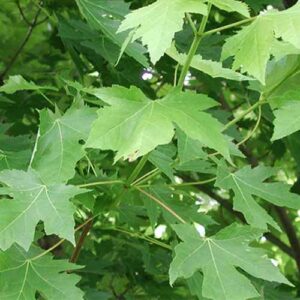 How to Grow and Care for Freeman Maple | Gardener’s Path