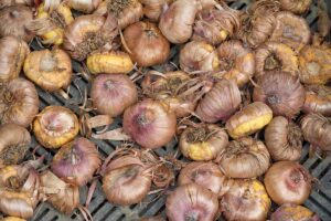 How to Lift and Store Gladiolus Corms for the Winter