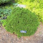 23 of the Best Mugo Pine Varieties | Gardener’s Path