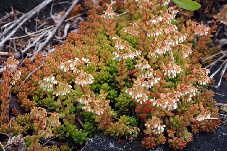 How to Grow and Care for English Stonecrop | Gardener’s Path