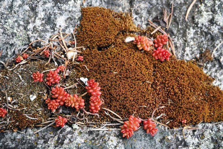 How to Grow and Care for English Stonecrop | Gardener’s Path