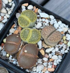 37 Types of Lithops Succulents | Gardener’s Path