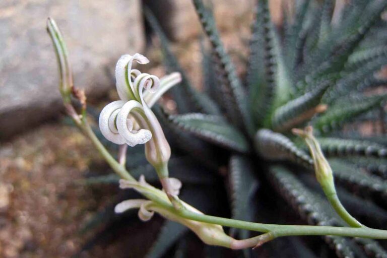 How to Grow and Care for Zebra Haworthia | Gardener’s Path