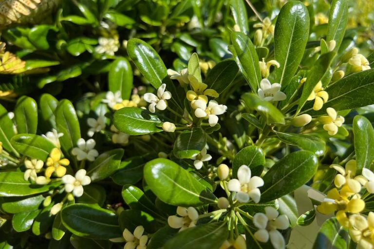 How to Grow and Care for Japanese Holly (Ilex crenata)