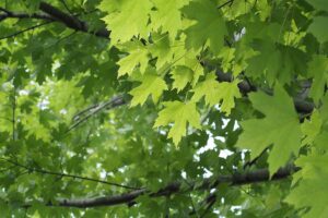 How to Grow and Care for Freeman Maple | Gardener’s Path