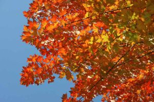 How to Grow and Care for Freeman Maple | Gardener’s Path