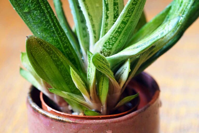 How to Propagate Succulents from Offsets | Gardener’s Path
