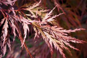 How to Grow ‘Red Dragon’ Japanese Maples | Gardener’s Path