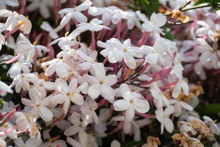 When and How to Prune Jasmine | Gardener’s Path
