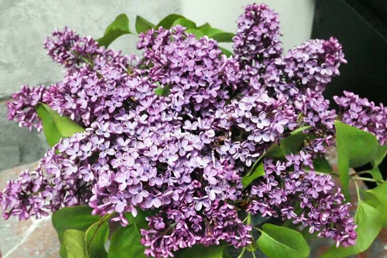 15 of the Best Dwarf Lilacs for Your Landscape | Gardener’s Path