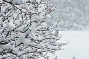 How to Winterize Lilac Shrubs | Gardener’s Path
