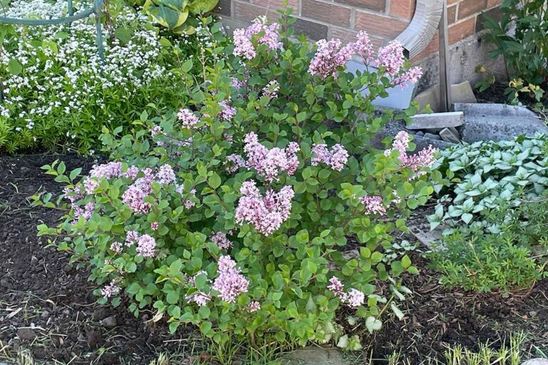 How to Winterize Lilac Shrubs | Gardener’s Path