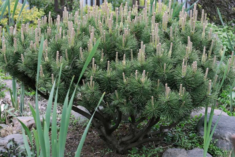 23 of the Best Mugo Pine Varieties | Gardener’s Path