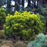 23 of the Best Mugo Pine Varieties | Gardener’s Path