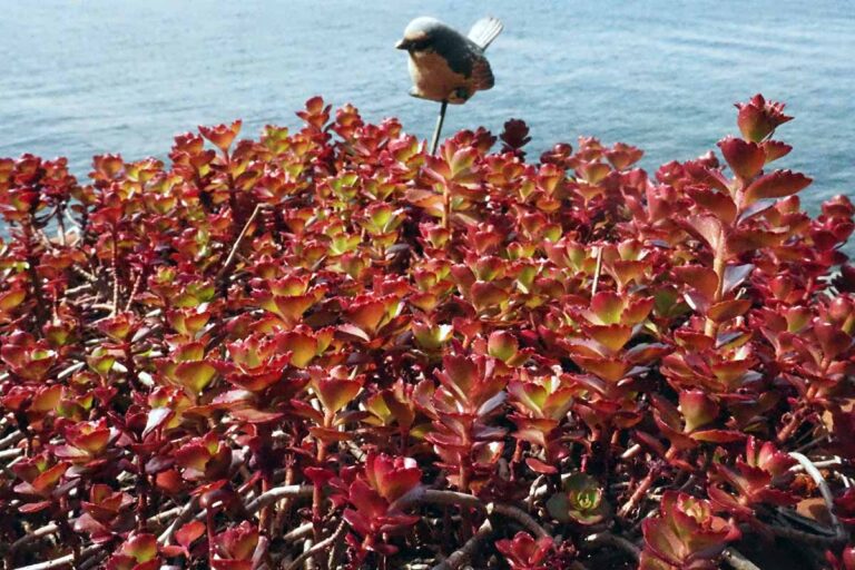 When and How to Fertilize Succulents | Gardener’s Path